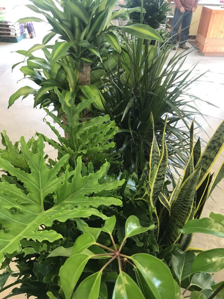 House Plants - Baeten's Nursery & Greenhouse